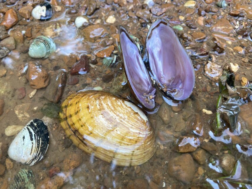 Guided Mussel Paddling Trip